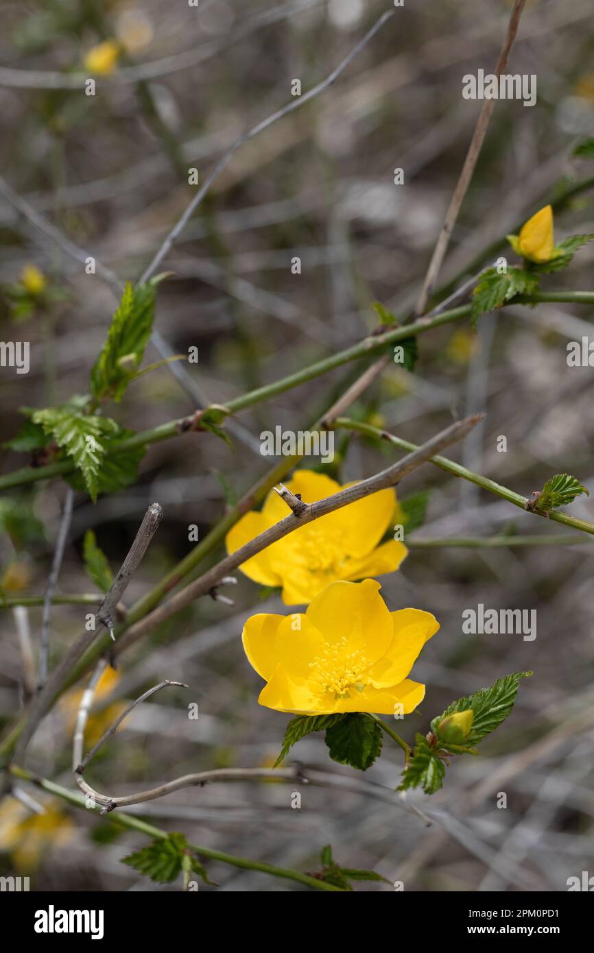 Japanese yellow rose hi-res stock photography and images - Alamy