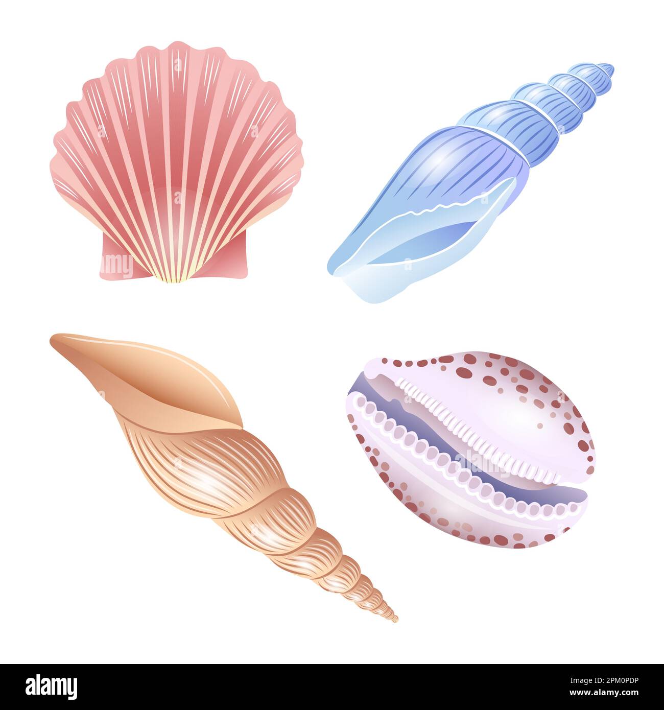 A set of vector illustrations of seashells of different shapes Stock ...