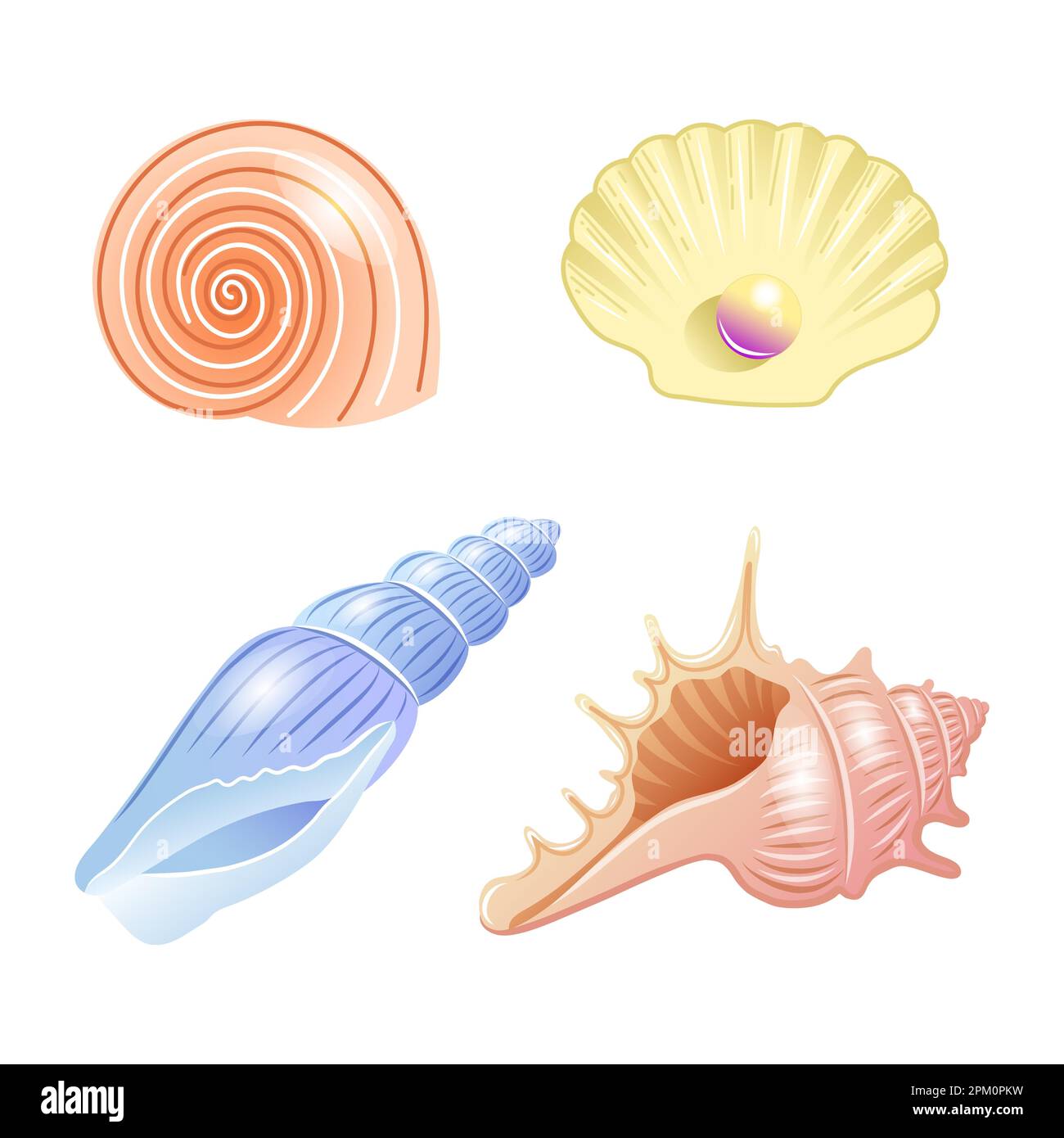 Set of vector illustrations of sea shells of different shapes and ...