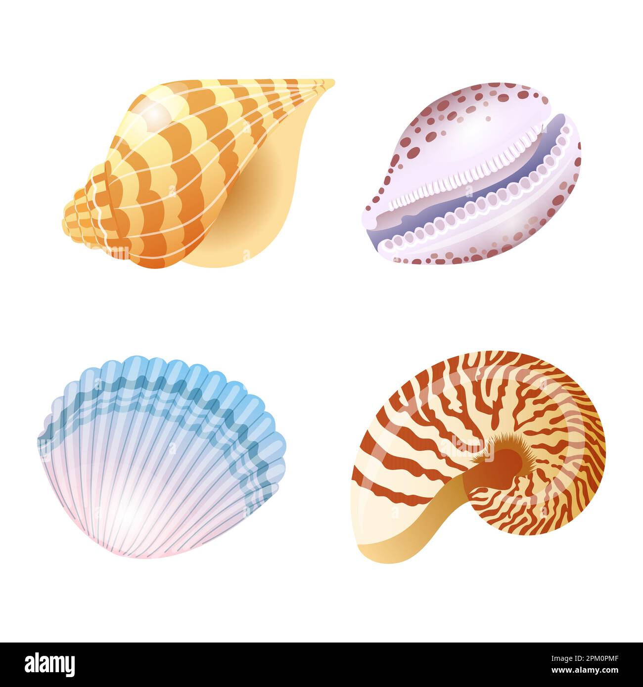 Set of vector illustrations of seashells of different shapes and kinds ...