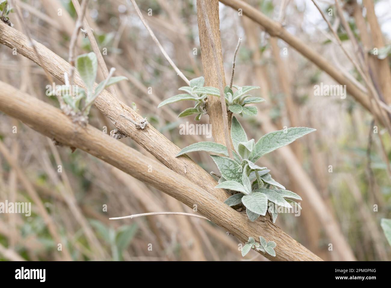 Buddleja gardening hi-res stock photography and images - Alamy