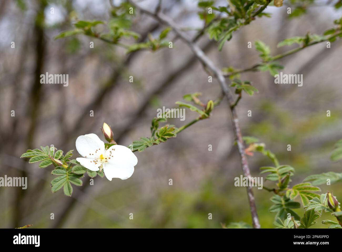 Rosa sericea - silky rose Stock Photo - Alamy
