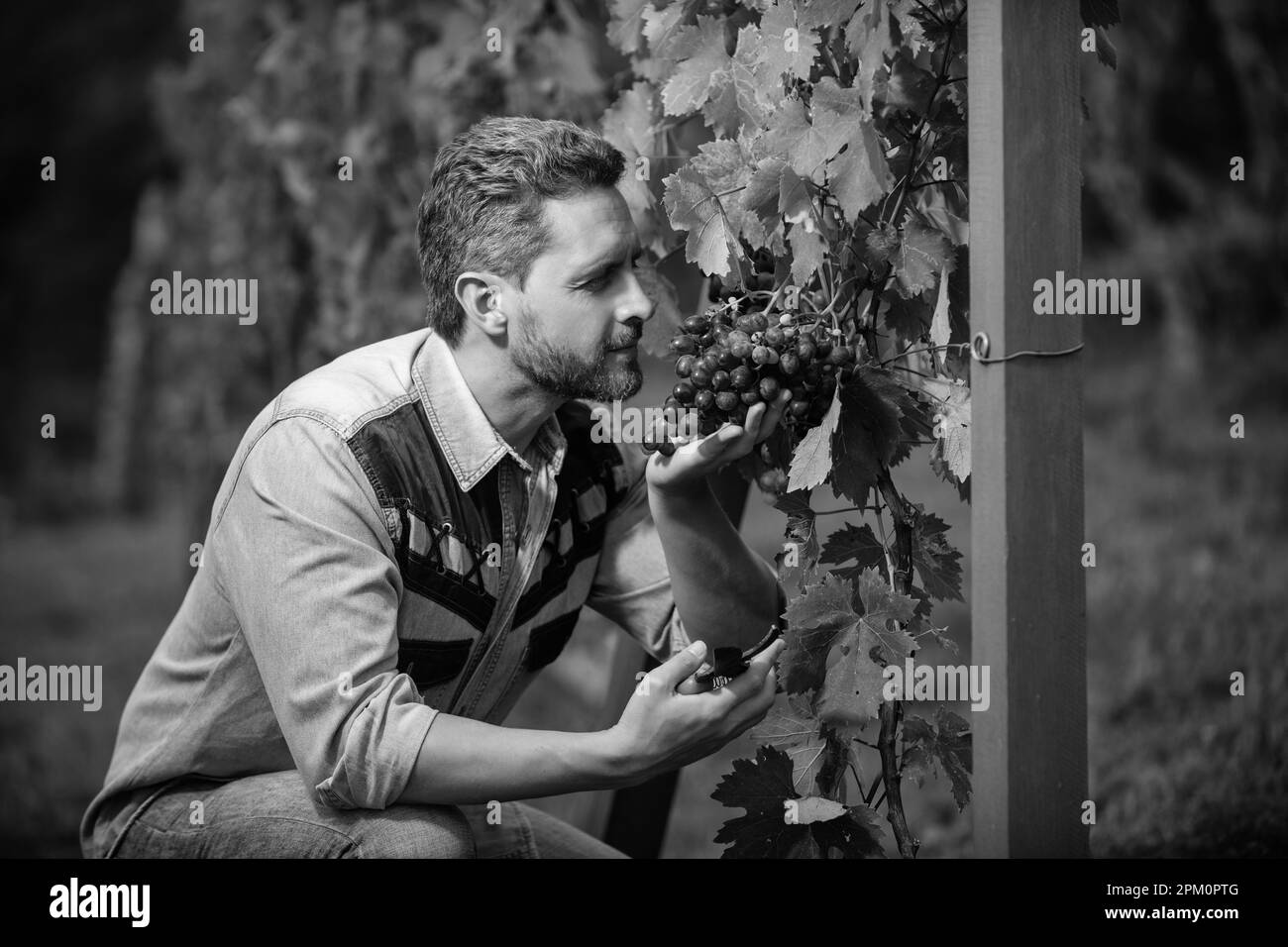 Winemaking Black and White Stock Photos & Images - Alamy