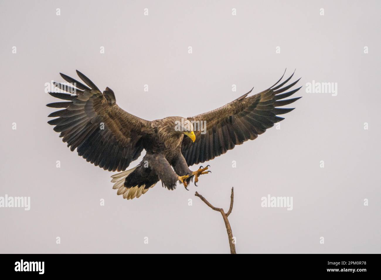 A majestic golden eagle soaring through the sky in search of its next perch Stock Photo - Alamy