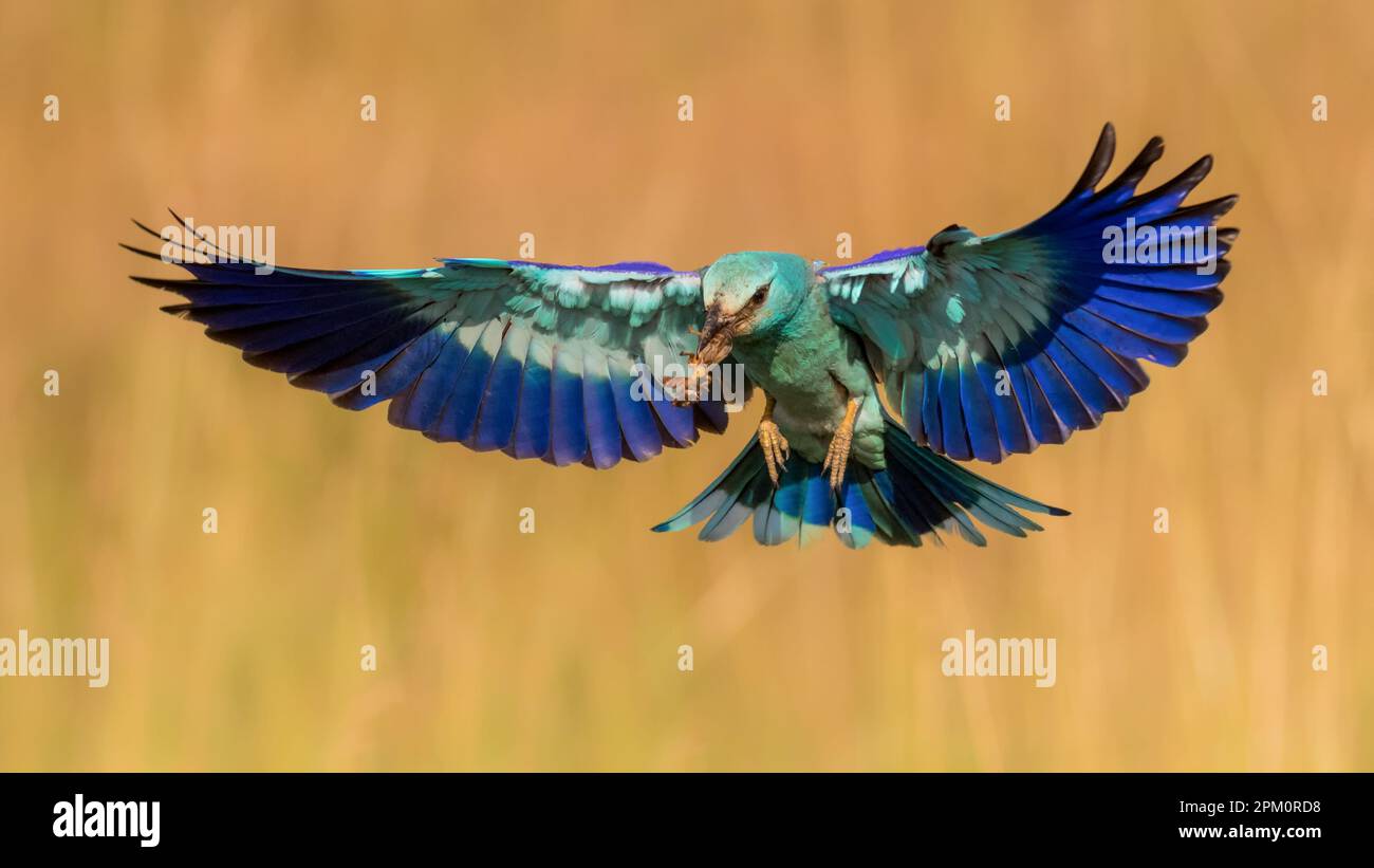 A colorful roller bird hovering in the sky with a small creature ...