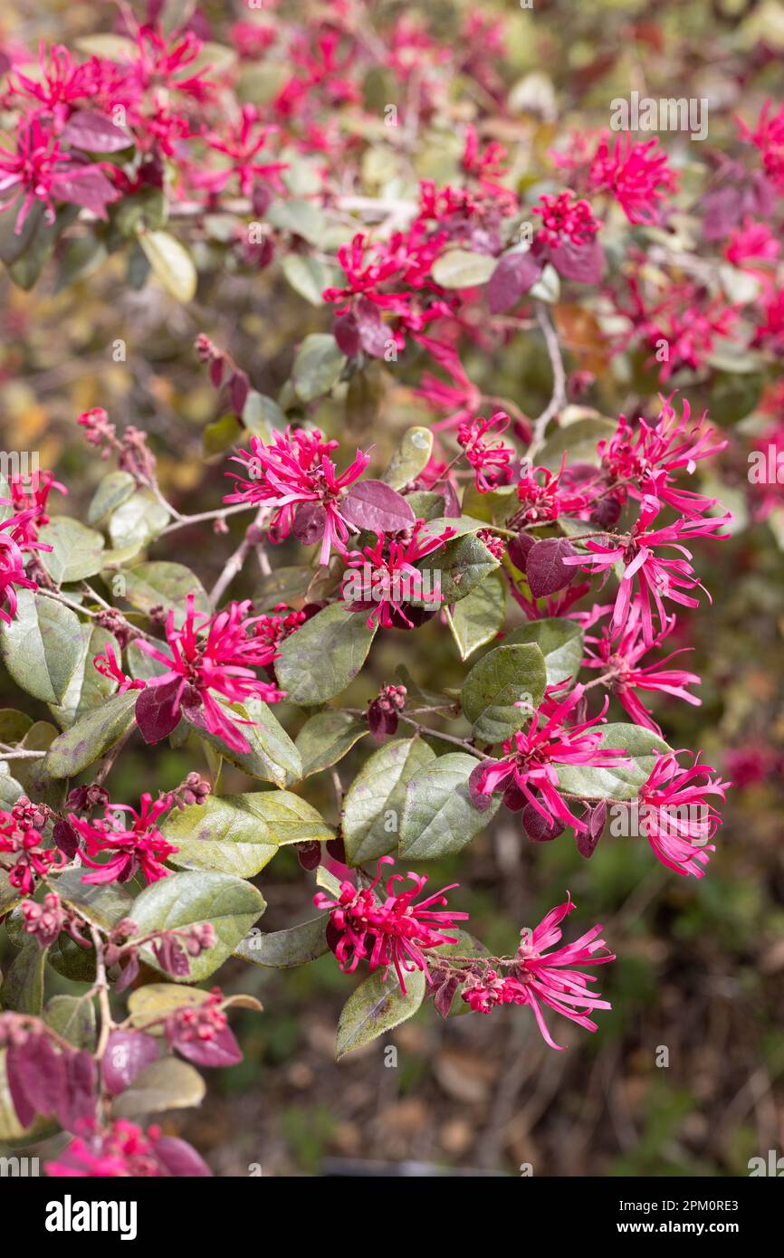 Loropetalum chinens 'rubrum' - Chinese fringe flower Stock Photo - Alamy
