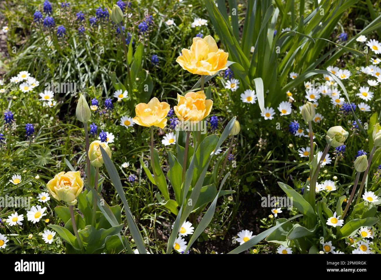 Colorful spring flowers in a garden Stock Photo - Alamy