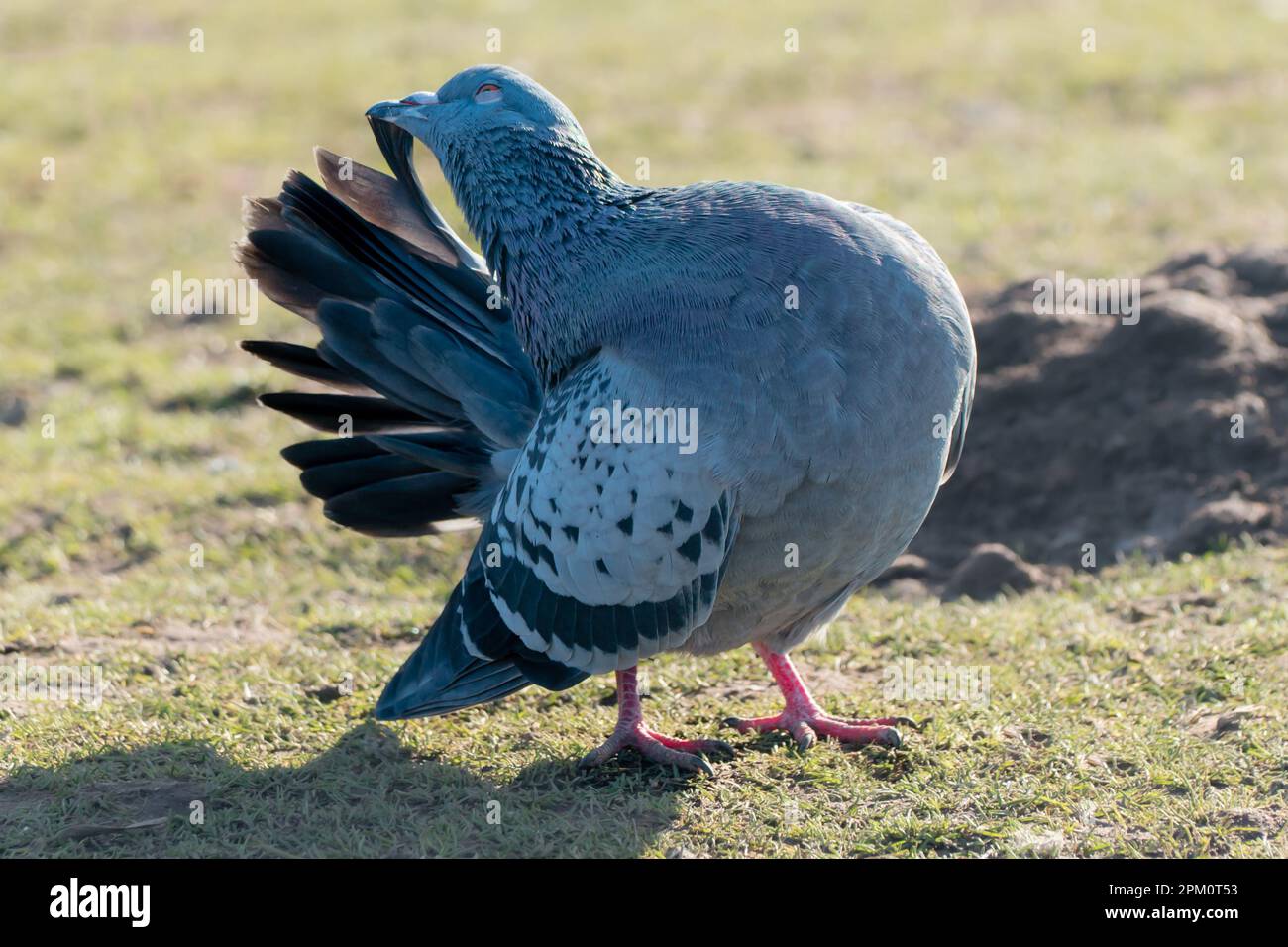 Domestic pigeon stretching and preening wing feathers on grass Stock ...