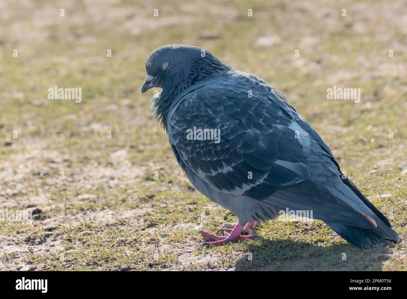 Domestic pigeon sleeping with eyes closed on grass in the sun Stock ...