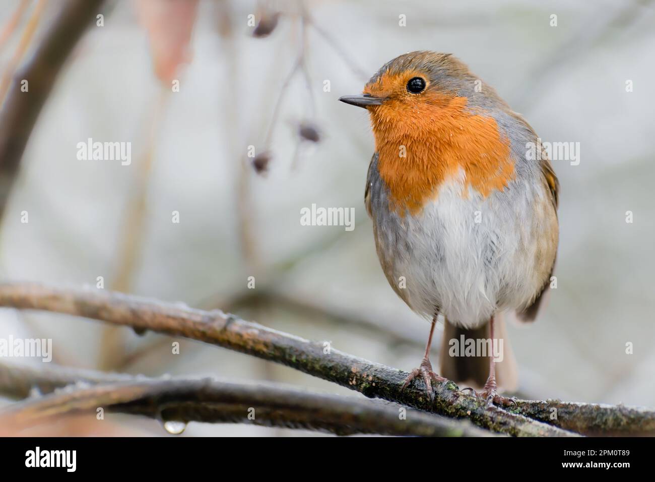 Robin on tree branch n woodland Stock Photo - Alamy