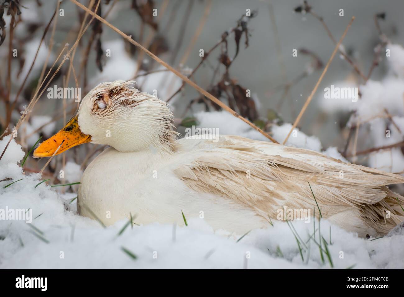 Sick white domesticated mallard duck with sores, frothy bubbling eye ...