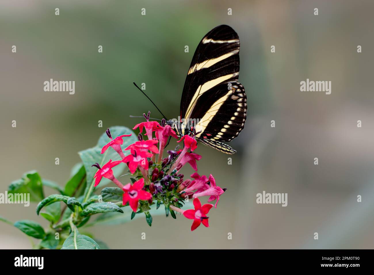 Zebra butterfly with wings closed on flower Stock Photo - Alamy