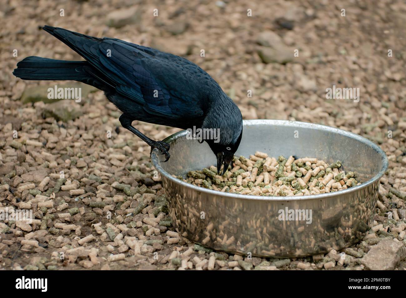 Jackdaw eating from food bowl on ground Stock Photo - Alamy