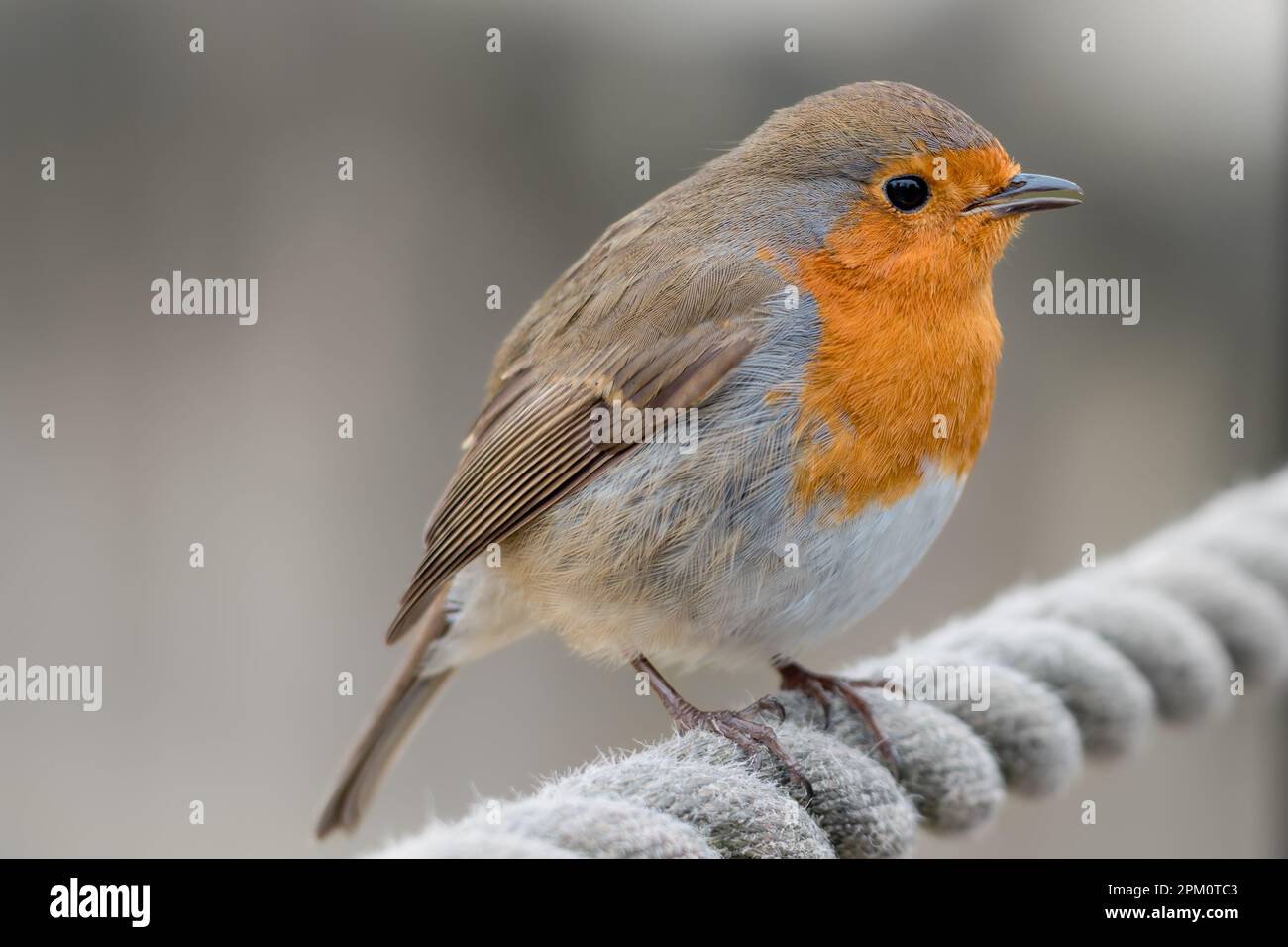 Profile of robin perched on top of a rope Stock Photo - Alamy