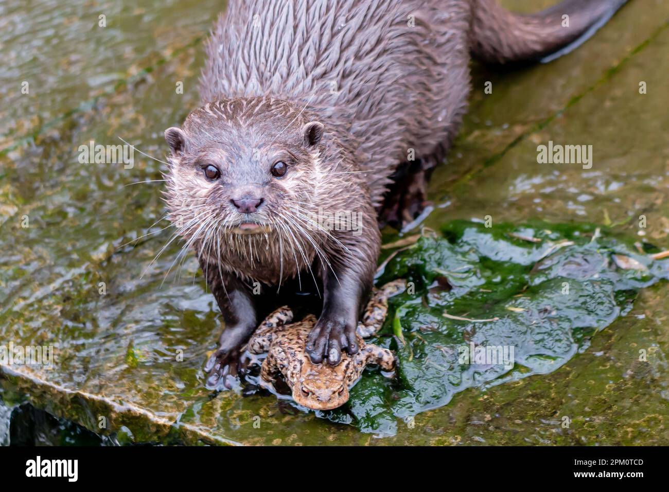 Otter playing with toad in water and looking at camera Stock Photo - Alamy