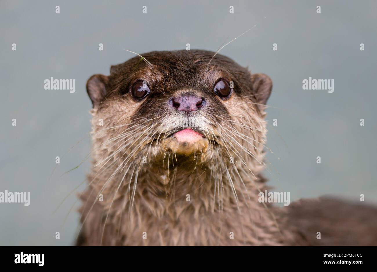Portrait of otter looking at camera Stock Photo - Alamy