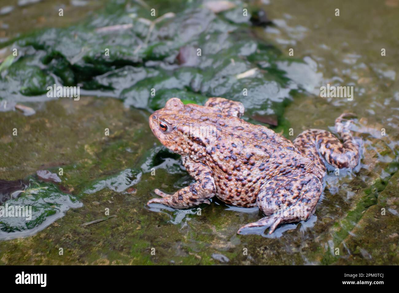Common toad in water Stock Photo - Alamy