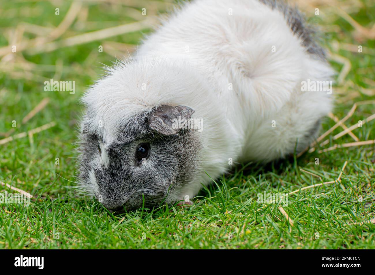 Guinea pig grass hi-res stock photography and images - Alamy