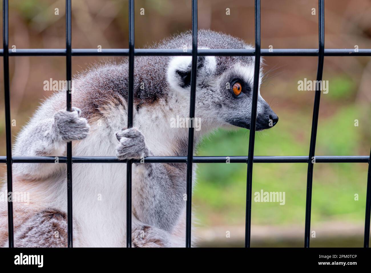 Ring-tailed lemur holding onto fence at wildlife centre, looking ...
