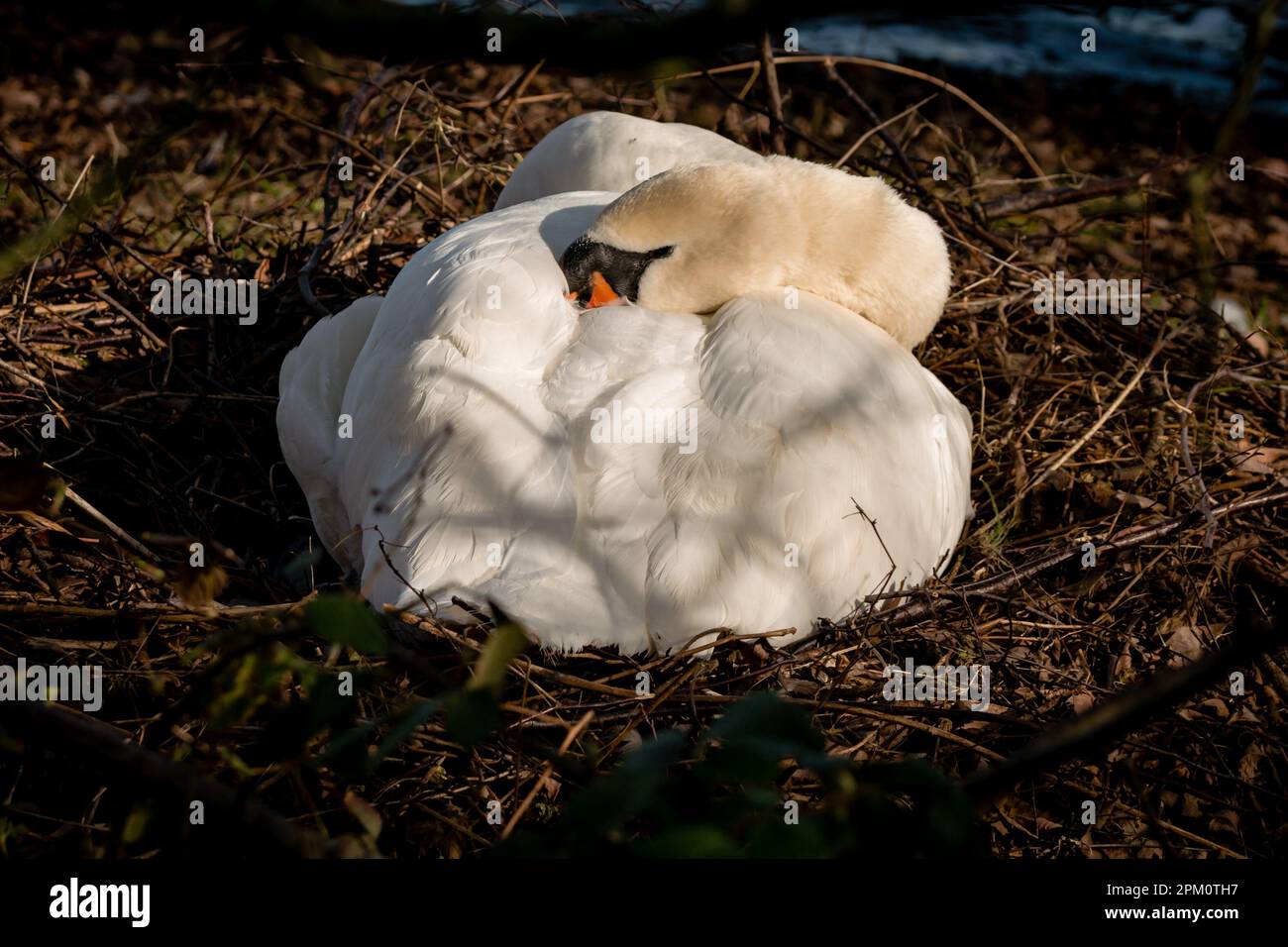 Mute swan resting with head tucked under wing in nest of twigs Stock Photo - Alamy