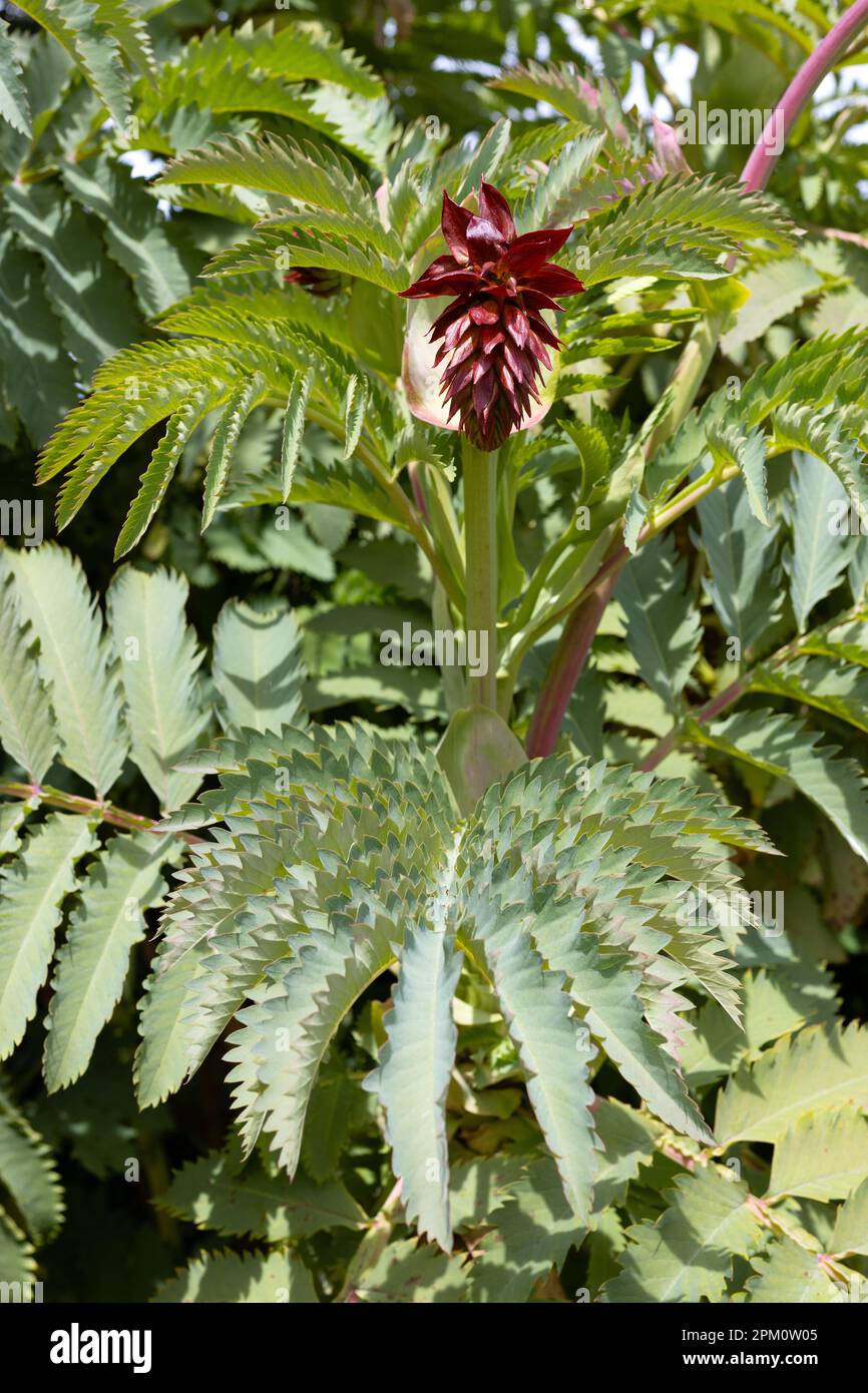 Melianthus major - cape honey flower Stock Photo - Alamy