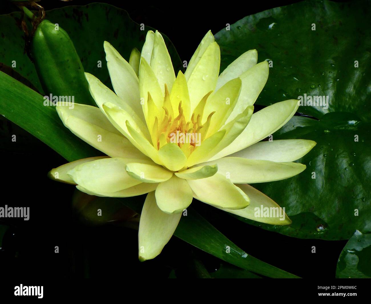 Nymphaea mexicana hi-res stock photography and images - Alamy