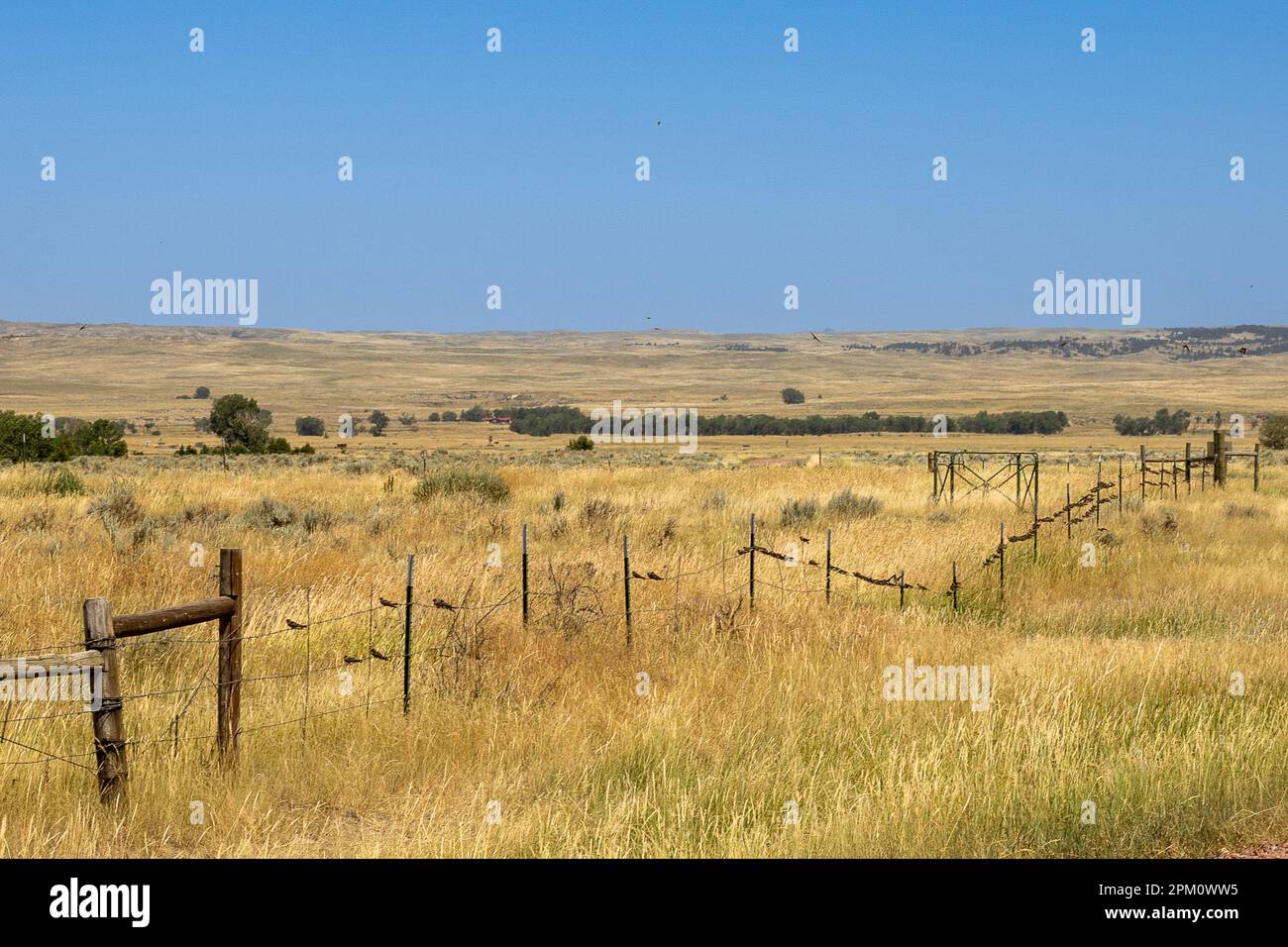 A scenic view of swallows on a fence wire in Thunder Basin National ...