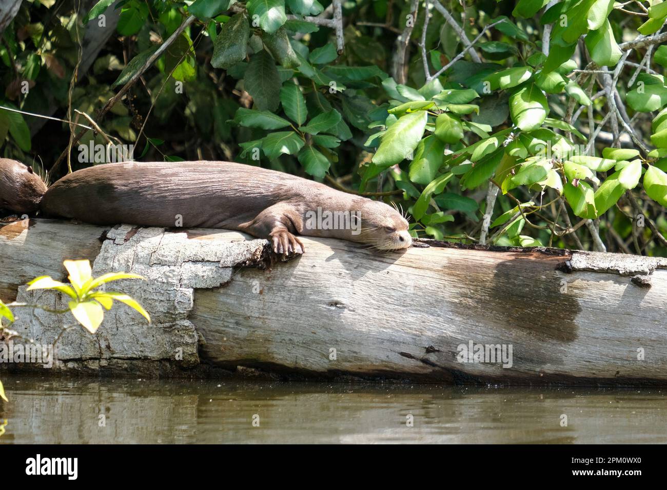 Close up sea otter laying on tree trunk at Sandoval Lake with forest ...