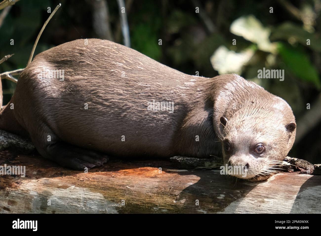 Close up sea otter laying on tree trunk at Sandoval Lake with forest ...