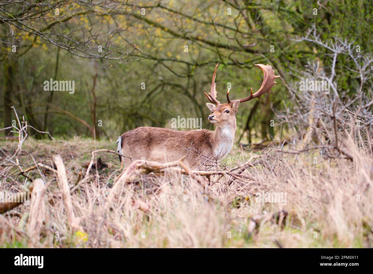 Red deer stag with antlers in spring, forest of Amsterdamse ...
