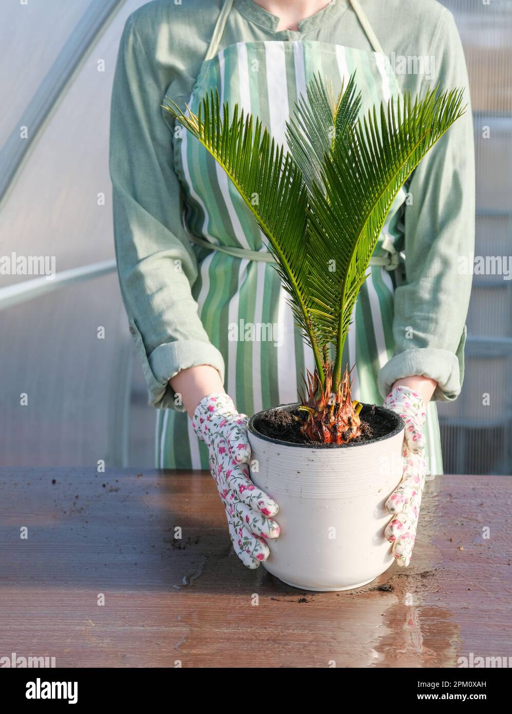 Tropical plant cycas revoluta, cycad,in a white pot. Woman gardener ...