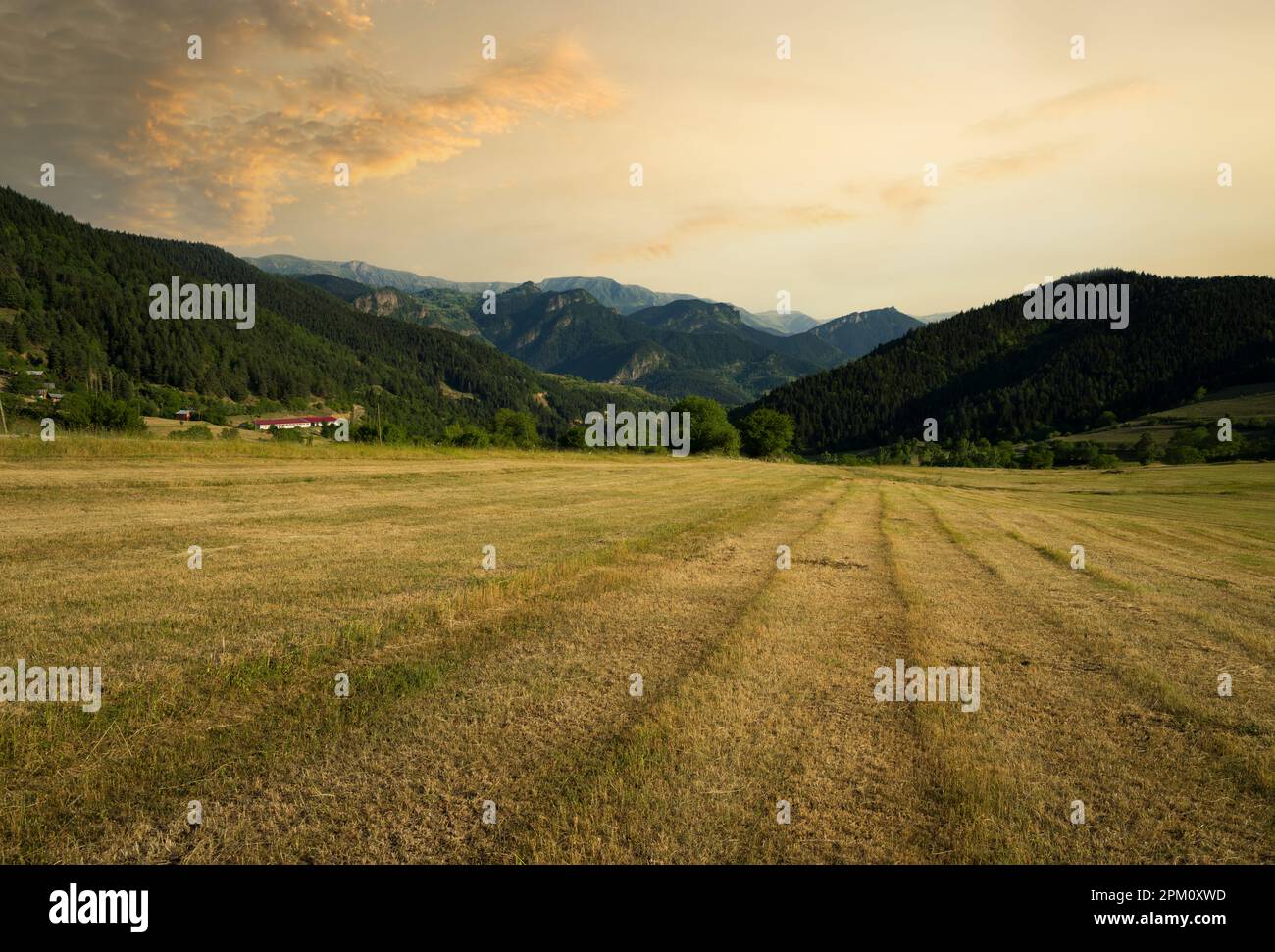 Black sea region wheat field hi-res stock photography and images - Alamy