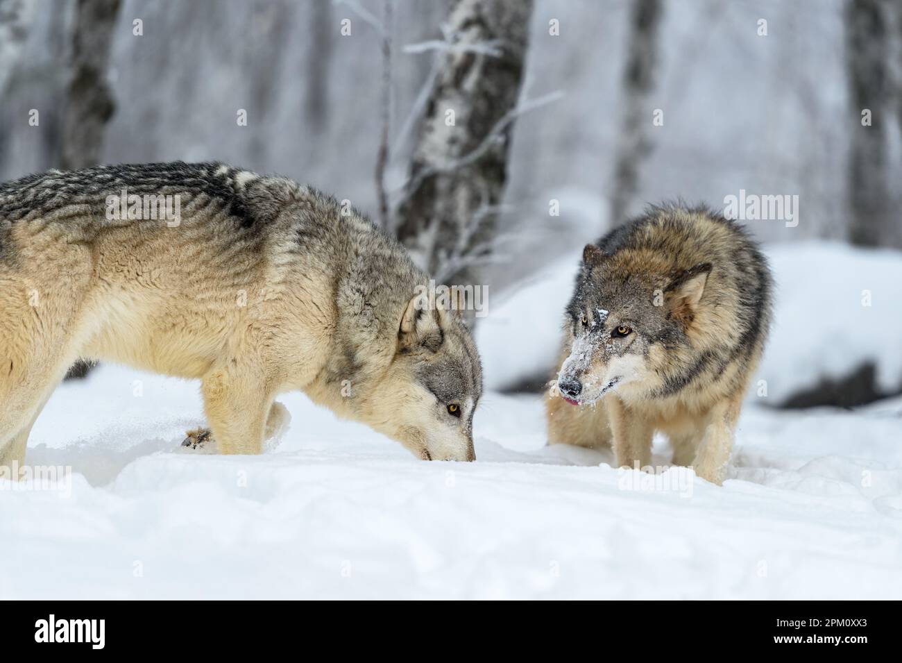 Wolves (Canis lupus) Step Up to Each Other in Frosty Woods Winter ...