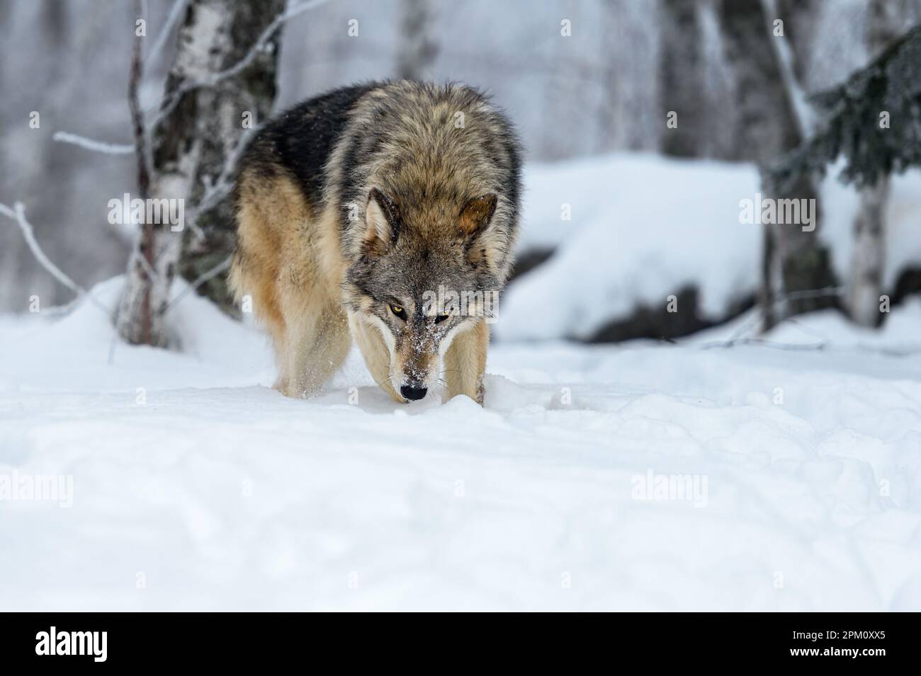 Nose into ground hi-res stock photography and images - Alamy