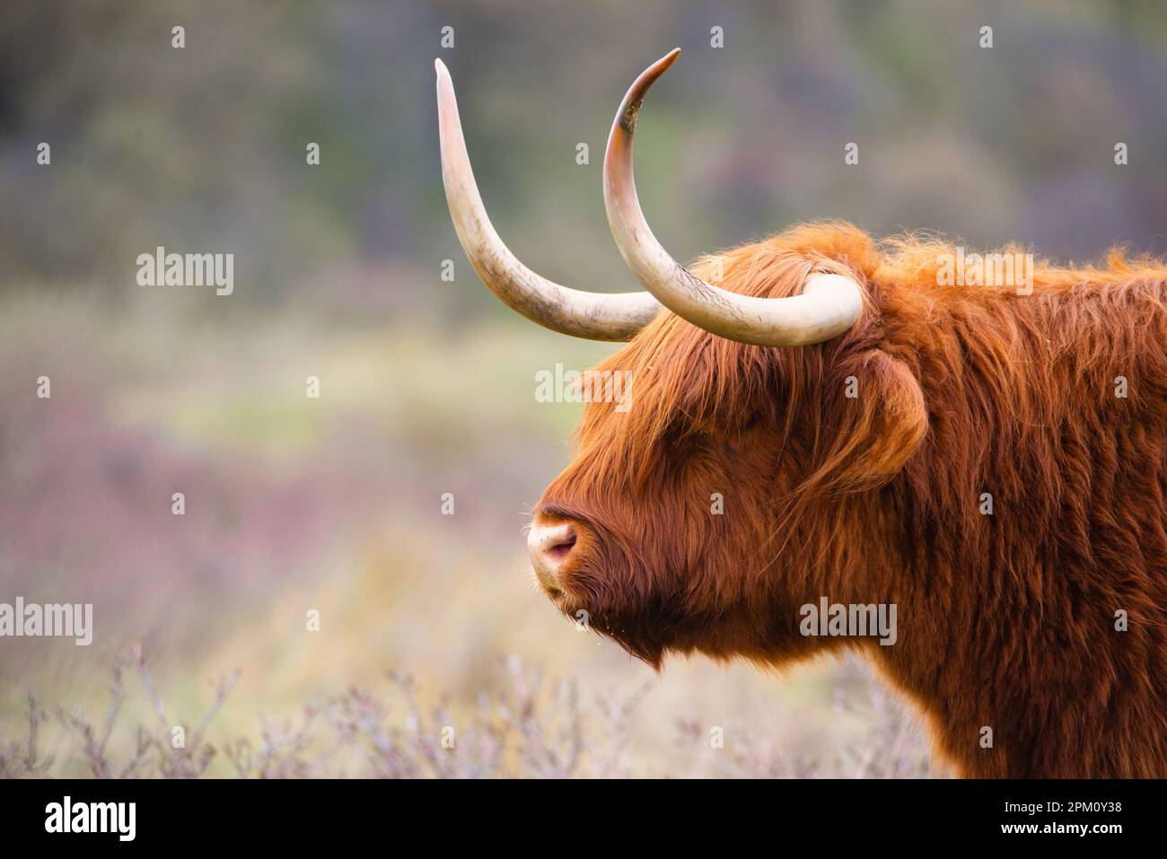 Scottish highland cattle, cow in the countryside, bull with horns on a ...