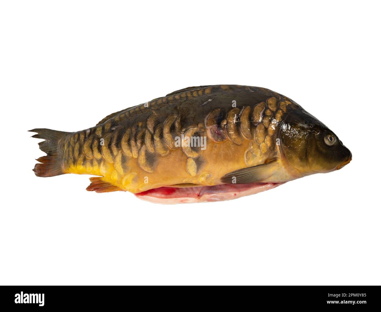 Carp fish isolated on white background. Carp on a white background ...