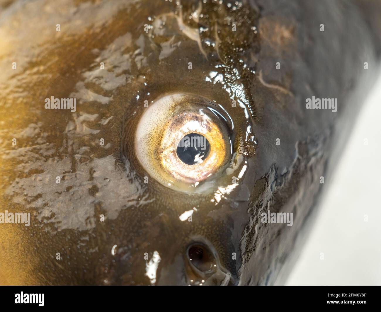 Fish head, carp head. Carp on a white background. Close-up Stock Photo ...