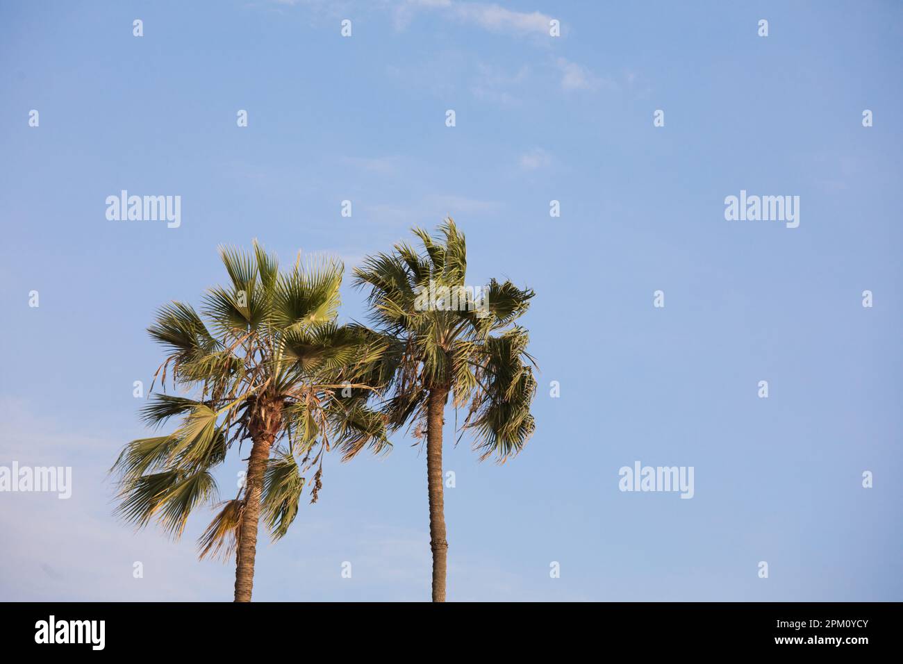 Trees Moving In The Wind
