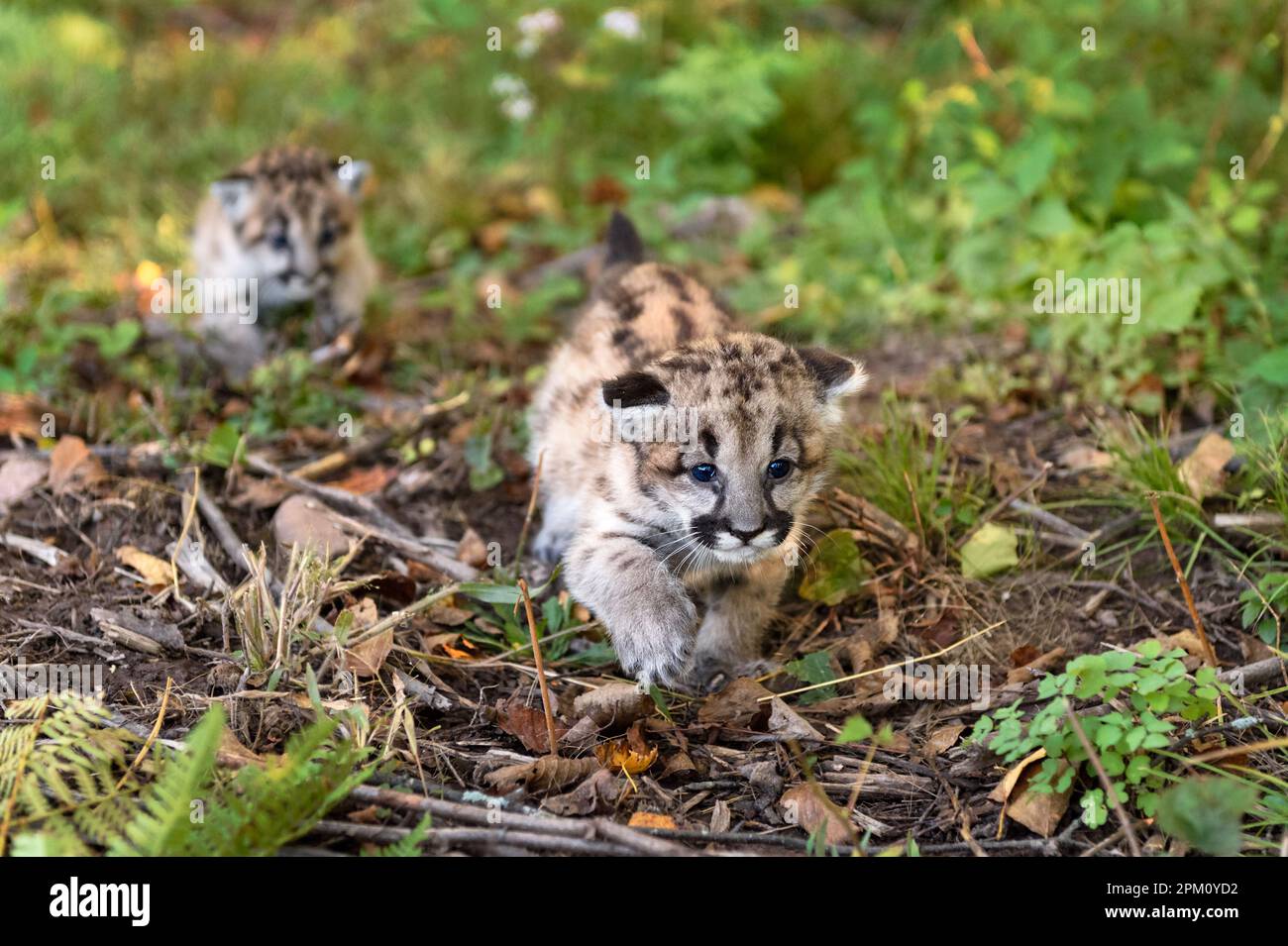 Cougar Kittens (Puma concolor) Creep Along Ground Autumn - captive ...