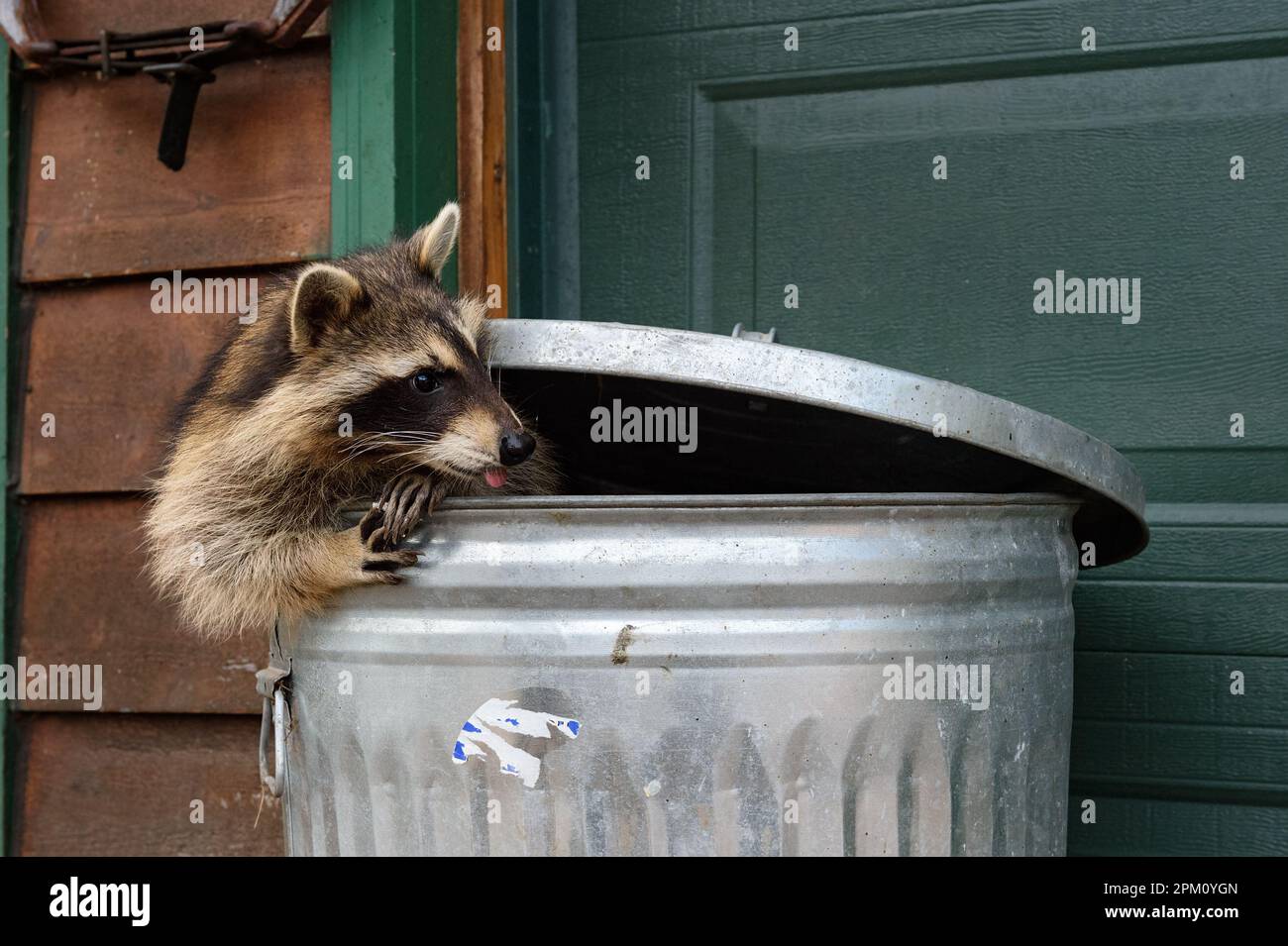 Raccoon (Procyon lotor) In Trash Can Looks Right Tongue Out - captive ...