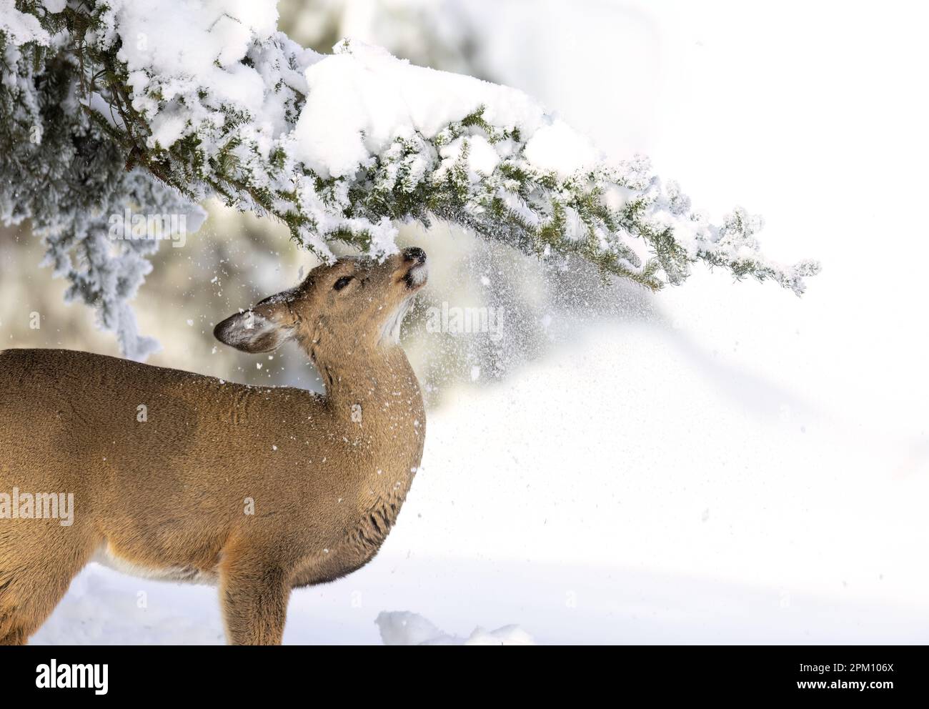 Full of snow hi-res stock photography and images - Alamy