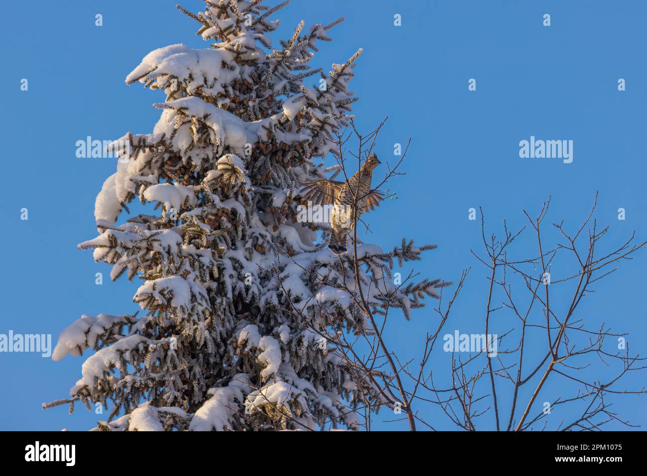 Ruffed grouse feeding on tree buds in northern Wisconsin Stock Photo ...