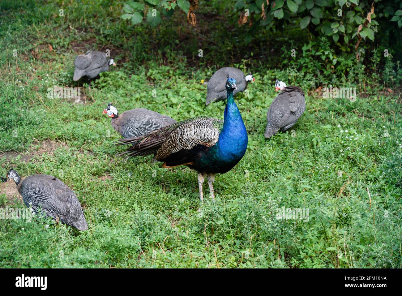 Male peacock standing and few pheasants pecking grass on the lawn at ...