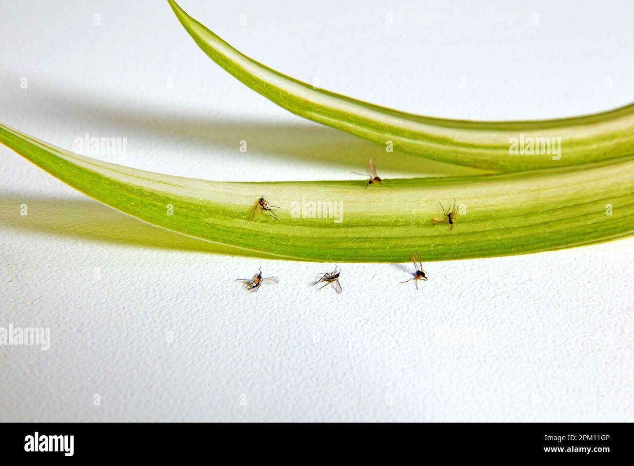 Dead flower midges of sciarids and leaves of houseplants Stock Photo ...