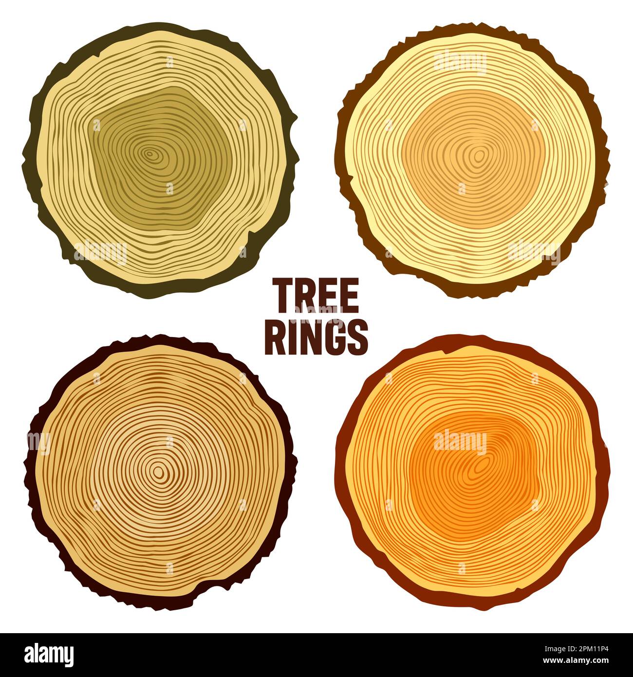 Round colorful tree trunk cuts, sawn pine or oak slices, lumber. Saw ...