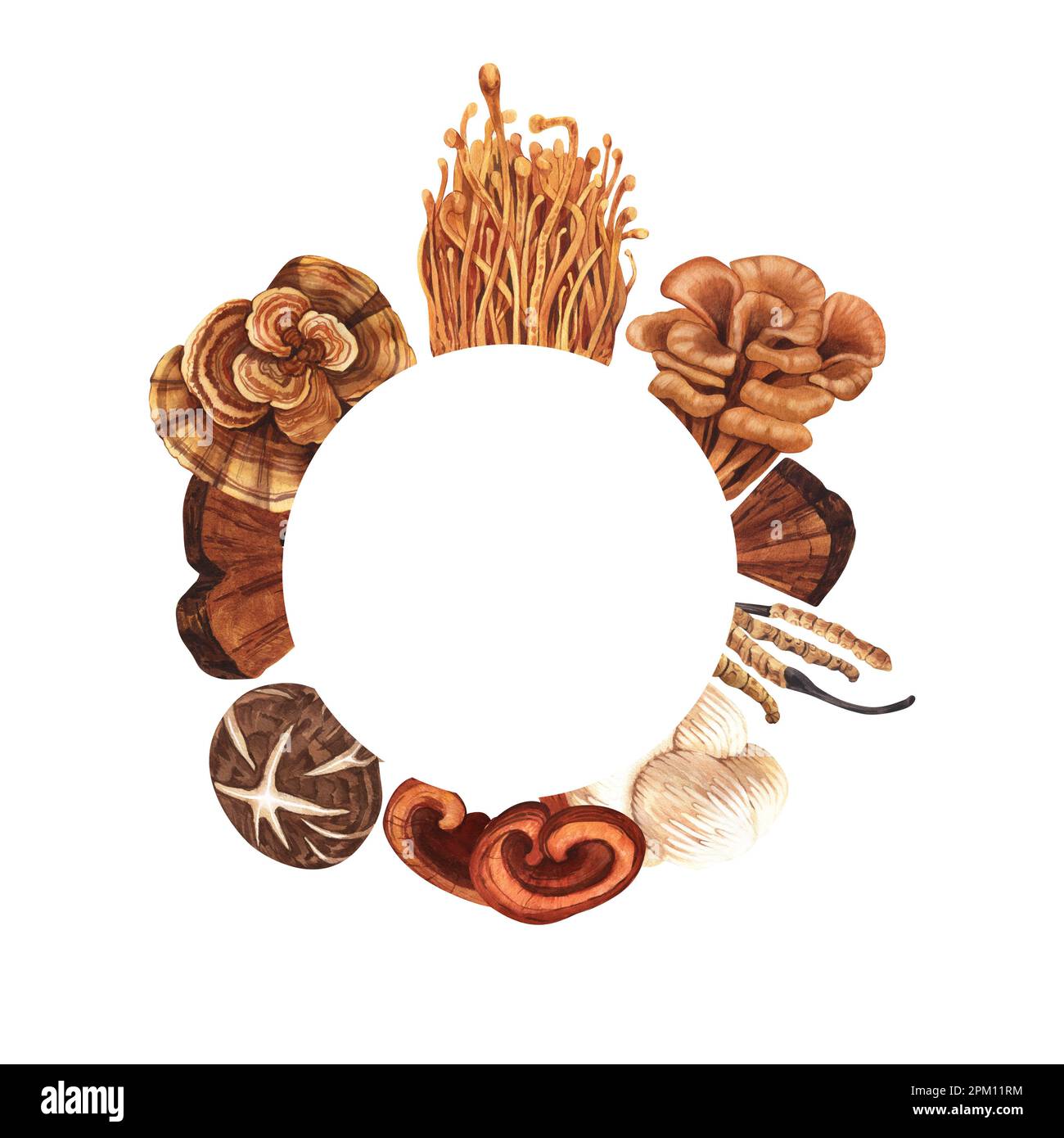 Watercolor round frame medicinal mushroom, adaptogenic plant. Hand ...