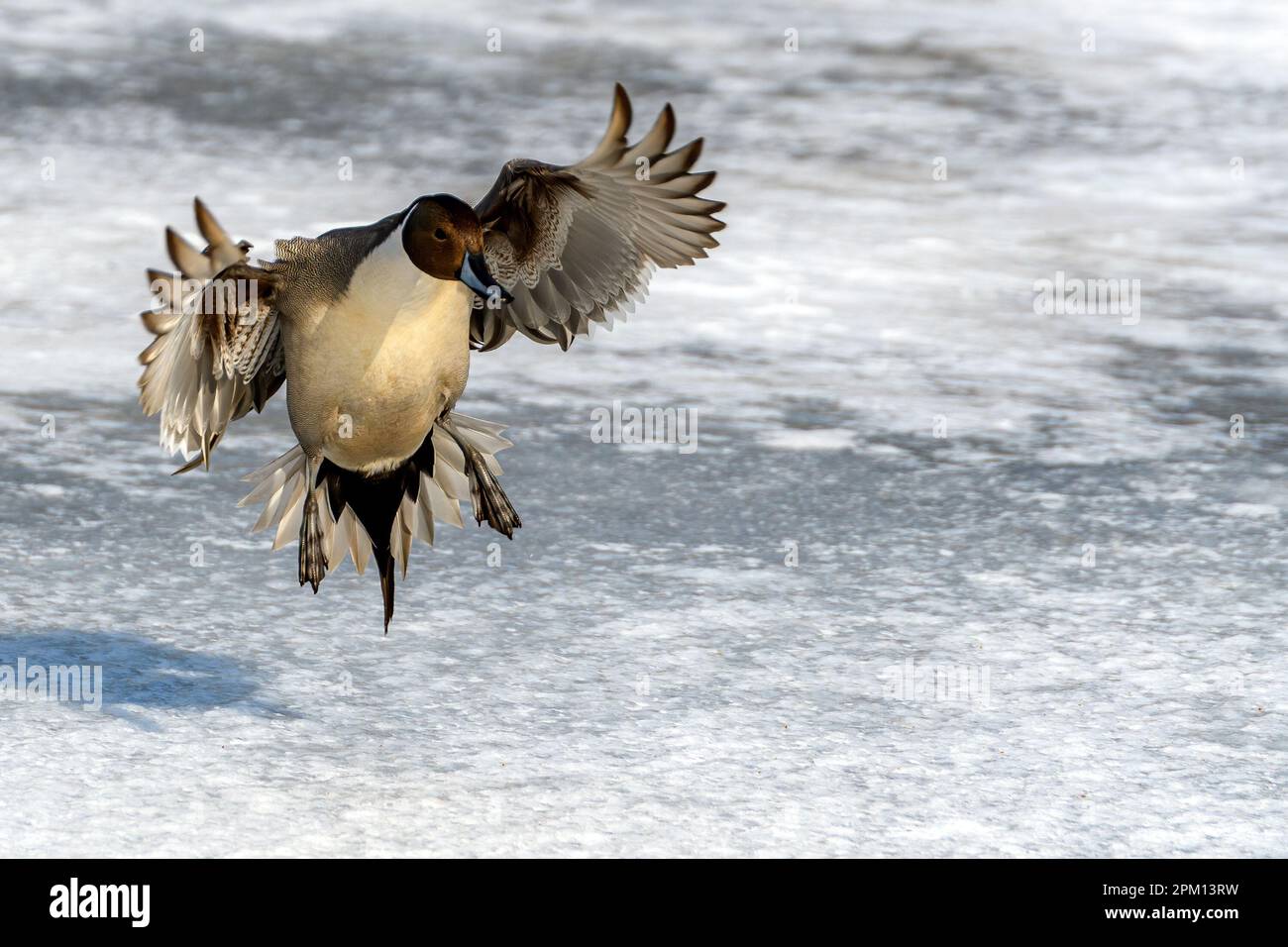 A northern pintail landing on a frozen pond. His wings are spread to ...