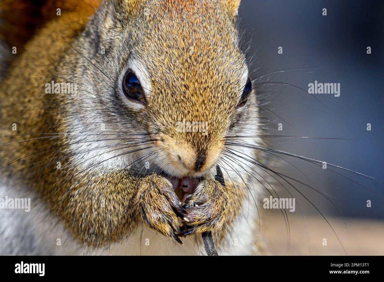 A closeup of a squirrel's face as he eats a seed. Focus on his eye. Shallow depth of field Stock ...