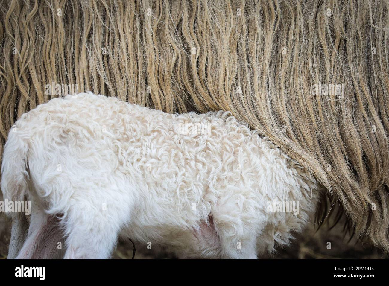 Oberhausen, NRW, 10th April 2023. A racka sheep lamb cuddles up to its ...