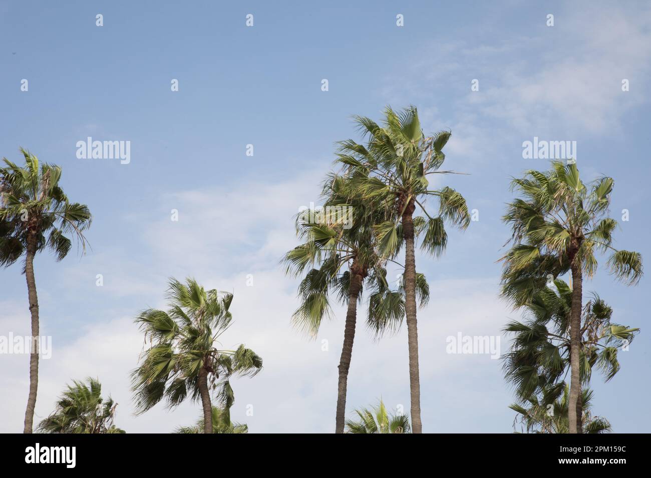 Palm trees moving in the wind in the shore line of Lima Peru Stock ...